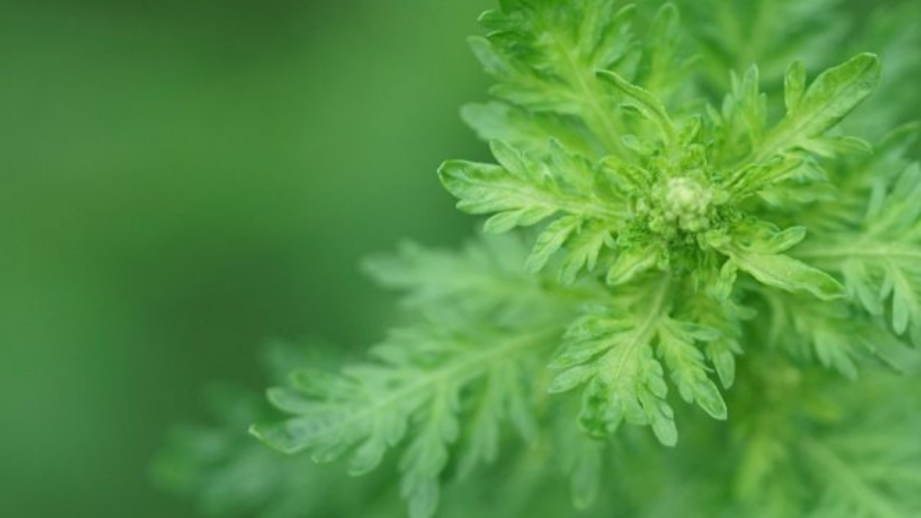 Healing with African Ginger: A Traditional Remedy for Respiratory and ...